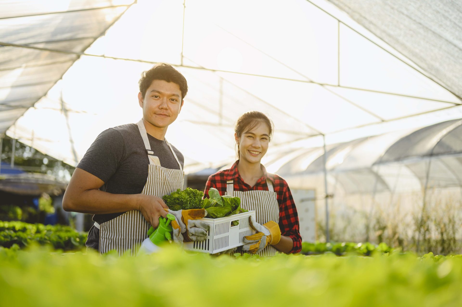 Agriculture Value Chain Competitiveness and Safety Enhancement ...