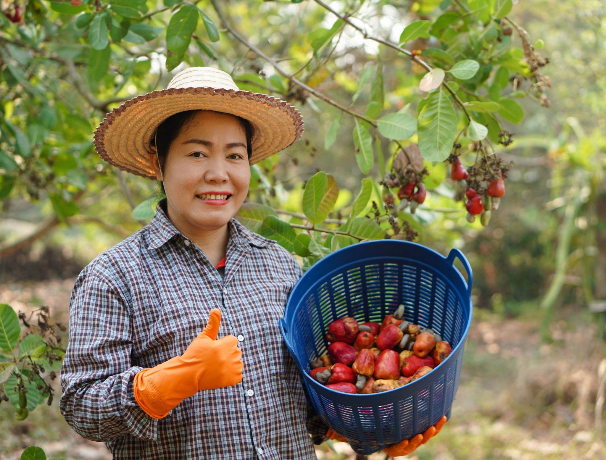 Agriculture Value Chain Competitiveness and Safety Enhancement ...